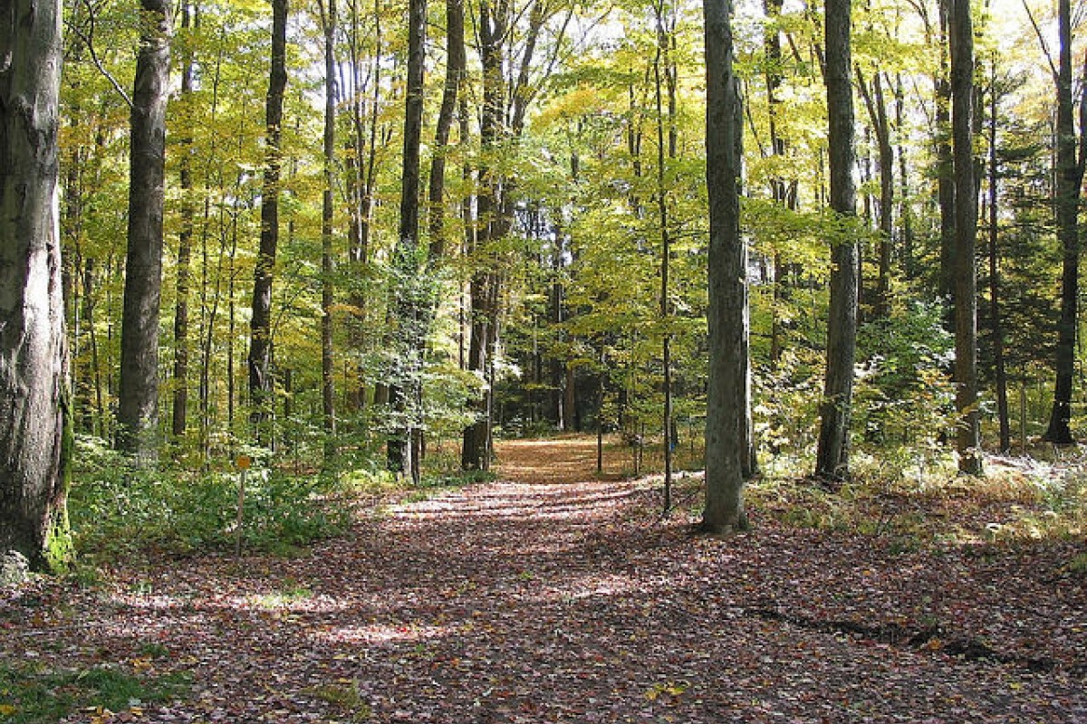 Pennsylvania's DCNR Honored for 25 Years of Forest Stewardship - MyChesCo