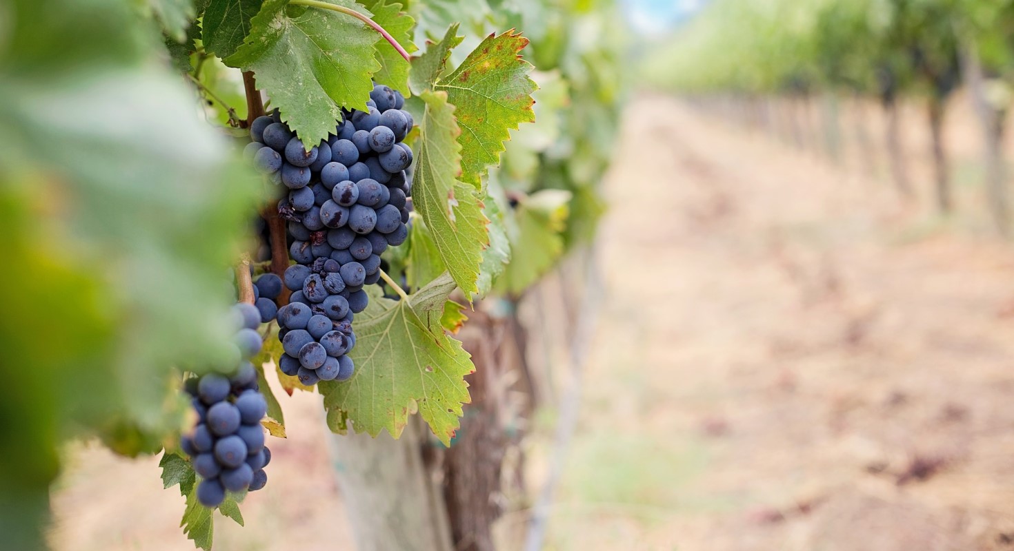 Pennsylvania Grape & Wine Industry Flourishes, Boosting State Economy ...