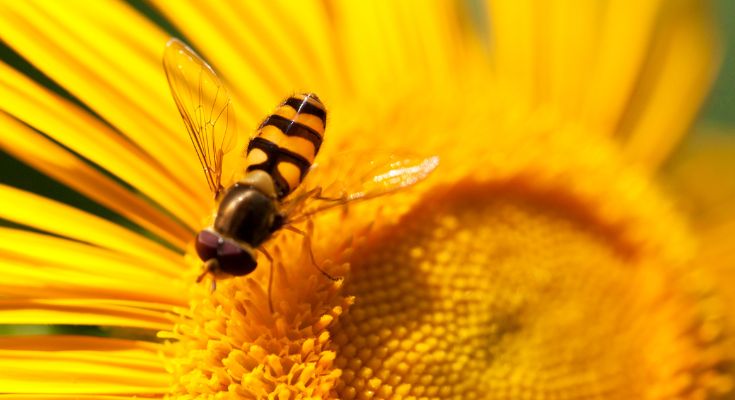 Observe Pollinators and The Great Sunflower Project at Springton Manor ...