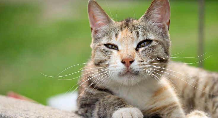 It's National Feral Cat Day! Learn the Truth About Feral Cats - MyChesCo