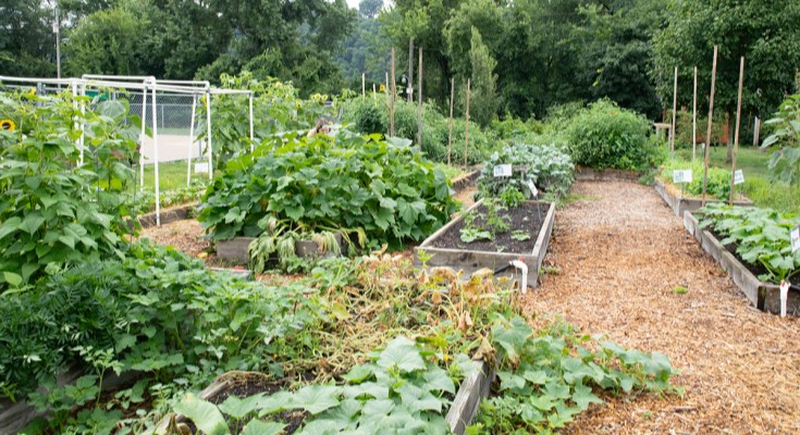 Pennsylvania Senate Passes Bill to Turn Vacant Lots into Community ...